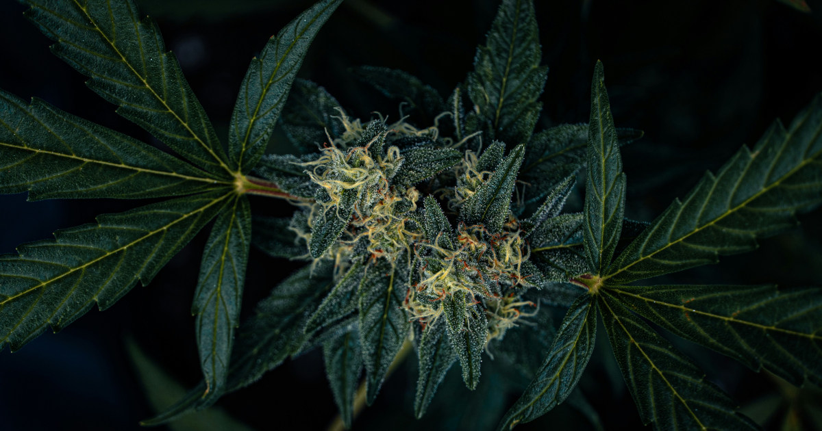 Trump's Marijuana Order: Industry Welcomes Shift, But Changes Will Take ...